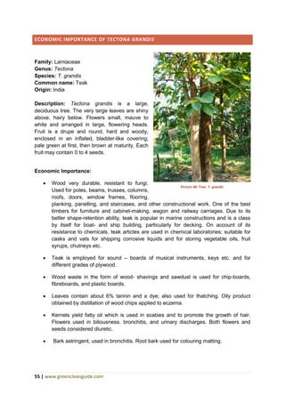 Economic importance of popular tree species | PDF