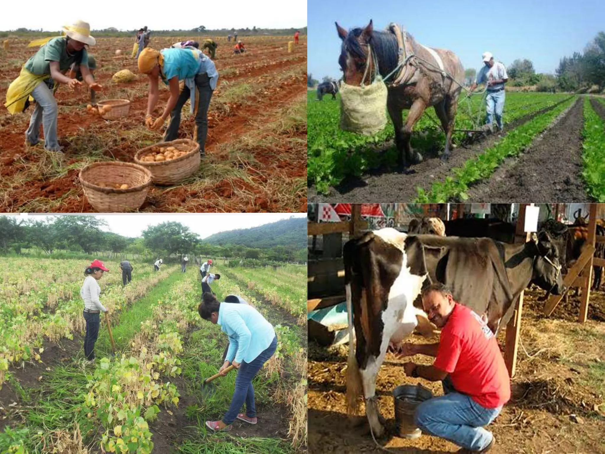 Economic activities 3rd | PPT