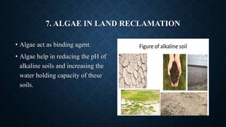 Economical importance of algae | PPTX