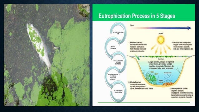 Economical importance of algae | PPTX