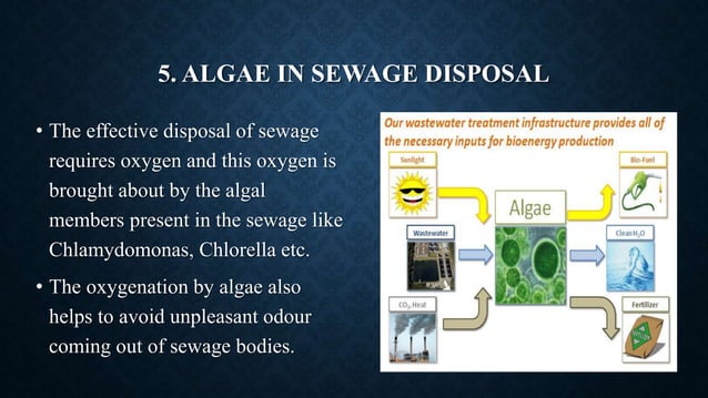 Economical importance of algae | PPTX