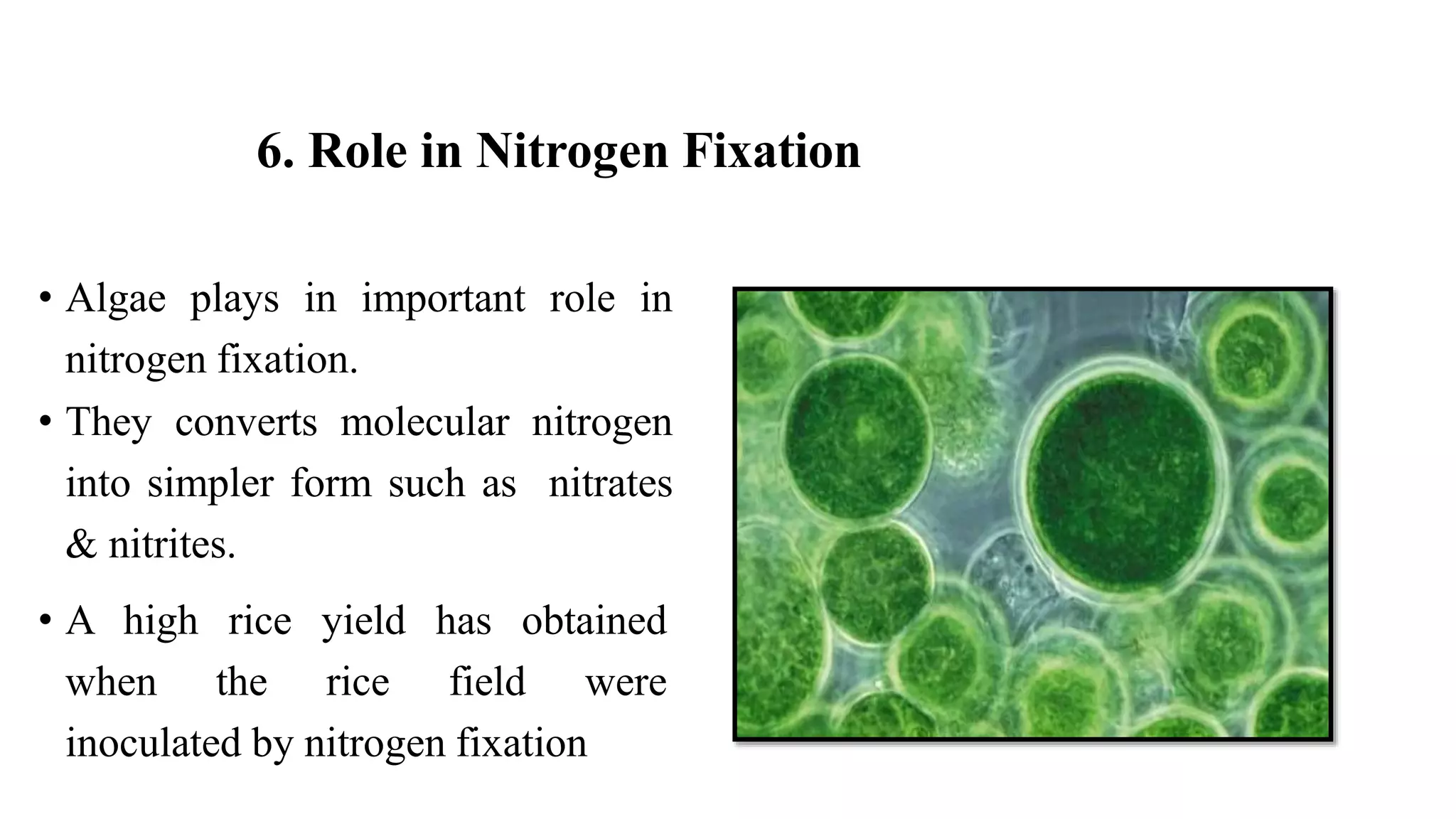 Economical importance of algae | PPTX
