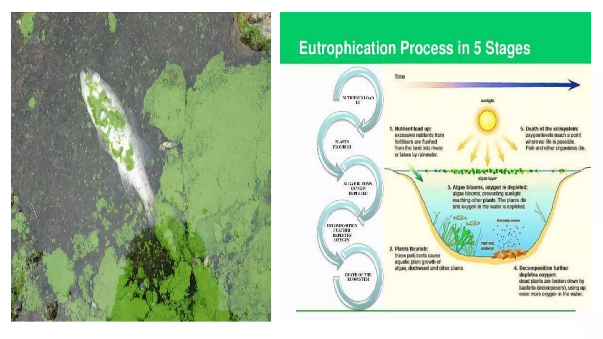 Economical importance of algae | PPTX