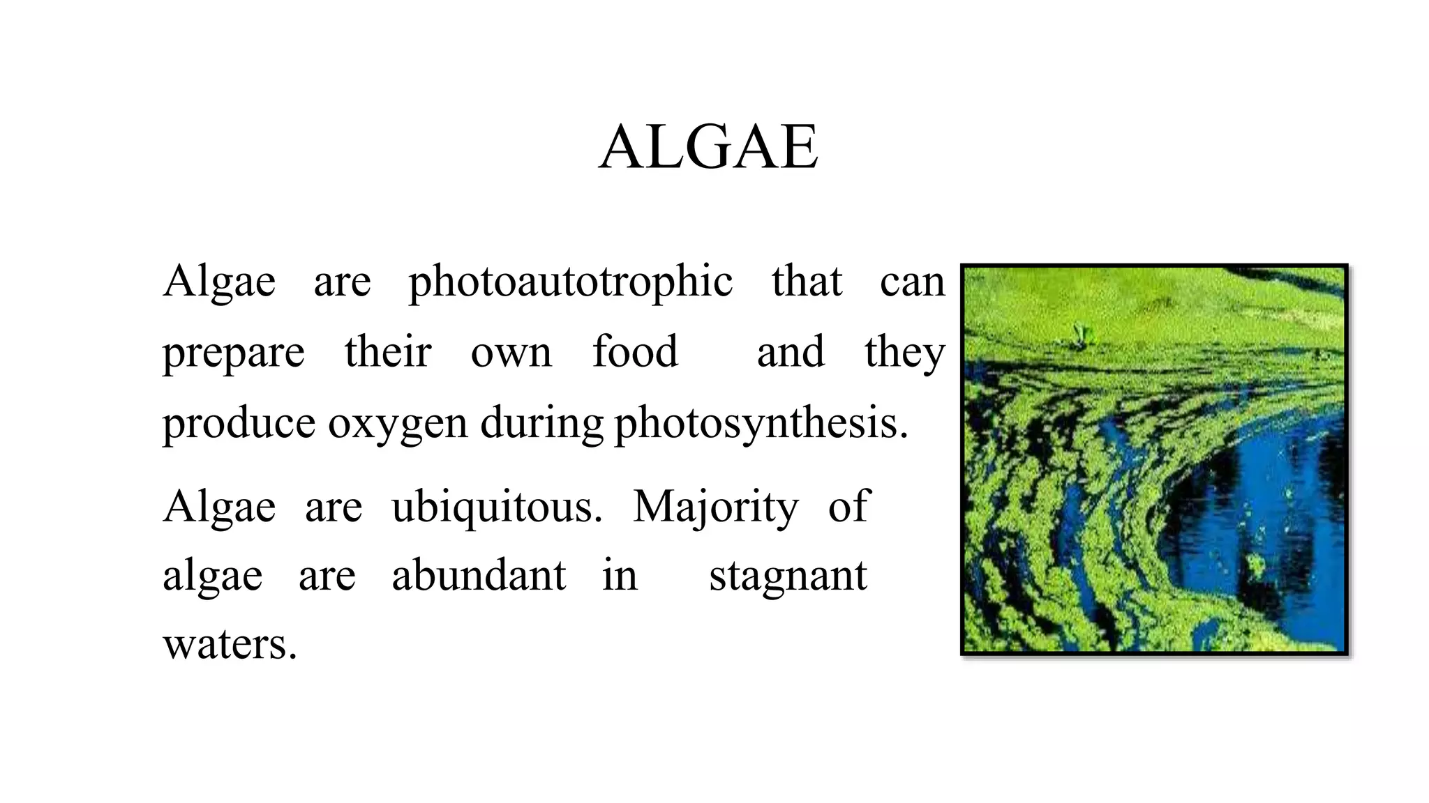 Economical importance of algae | PPTX