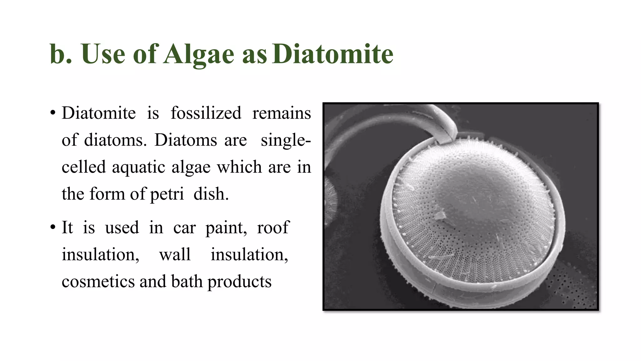 Economical importance of algae | PPTX