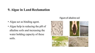 Economical importance of algae | PPTX