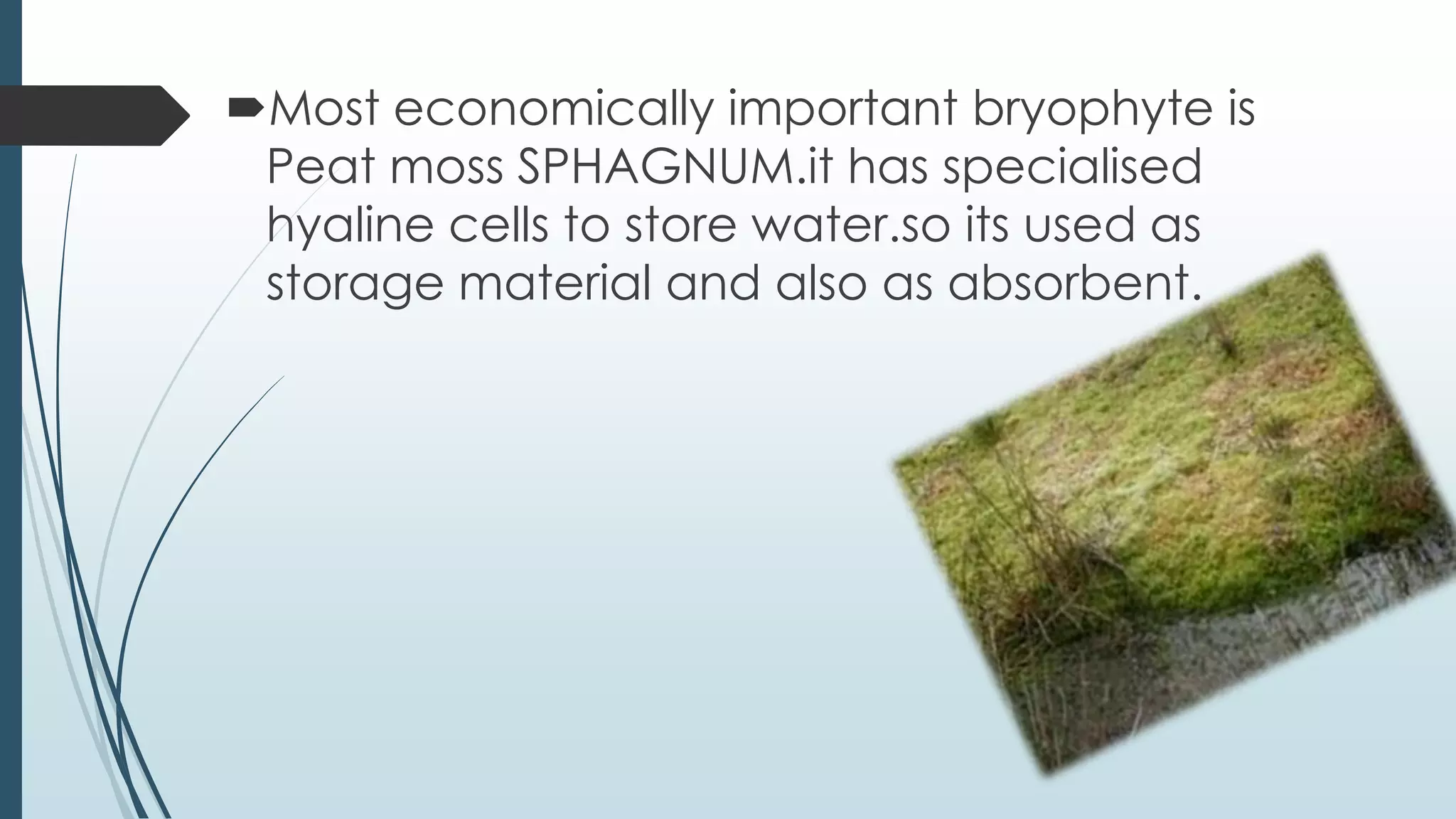Economical importance of bryophyte [autosaved] | PPTX