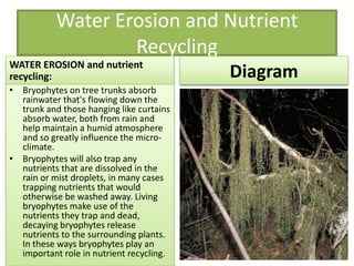 Economical importance of bryophytes | PPTX
