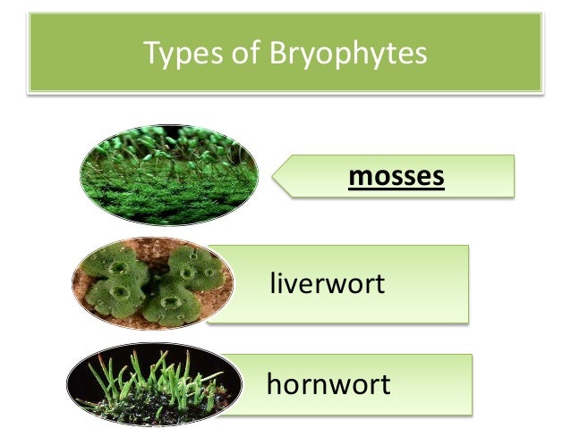 Economical importance of bryophytes
