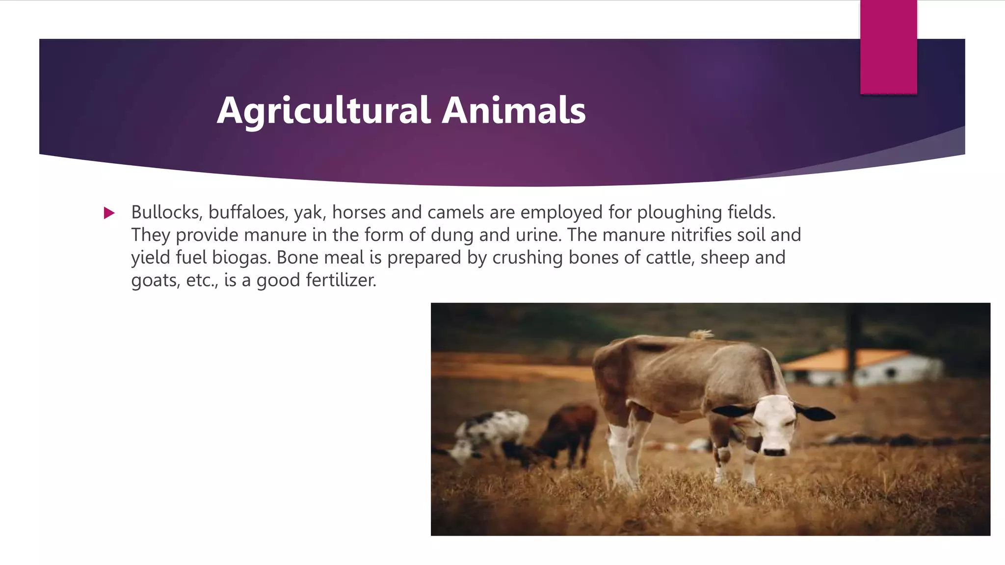 Economical Importance of Mammals.pptx