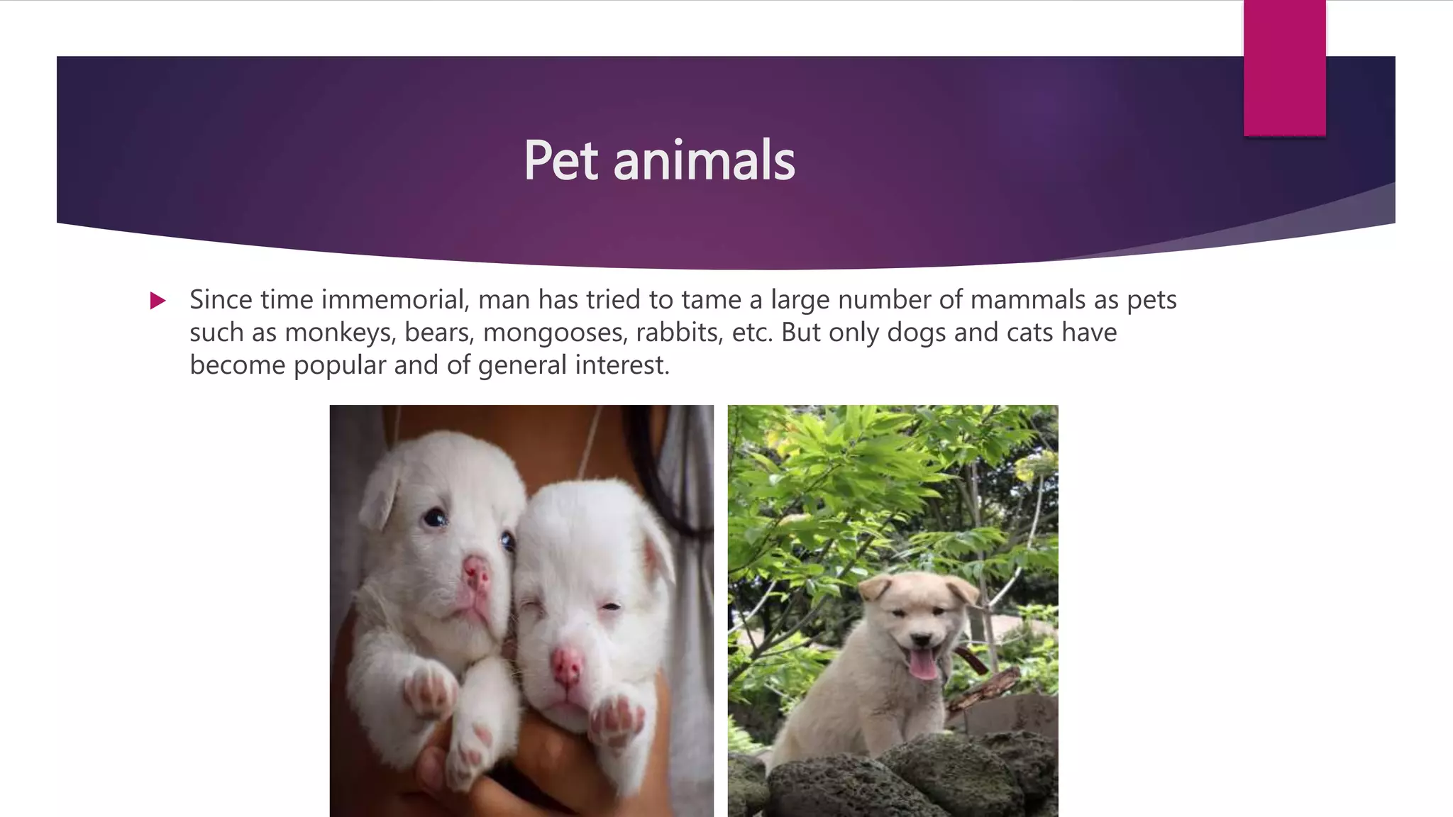 Economical Importance of Mammals.pptx | Dogs | Pets
