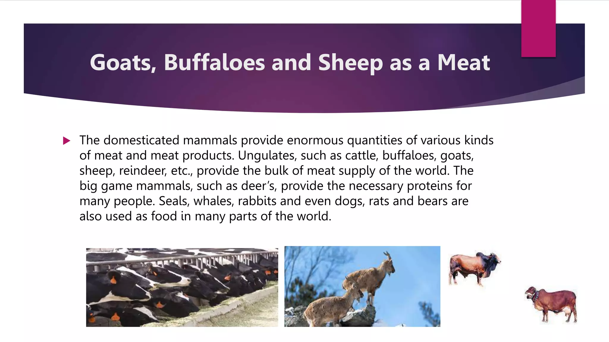 Economical Importance of Mammals.pptx