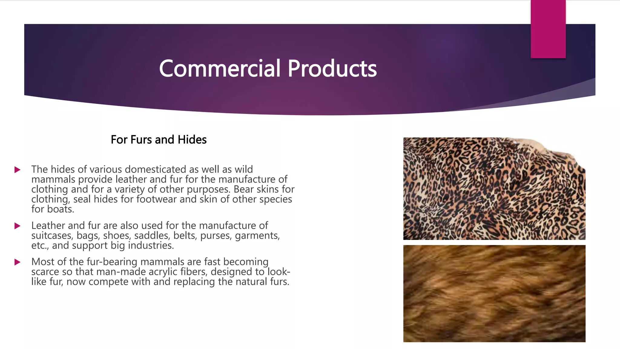 Economical Importance of Mammals.pptx