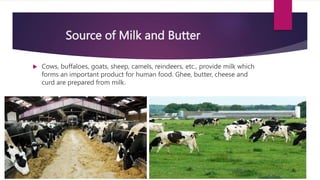 Economical Importance of Mammals.pptx