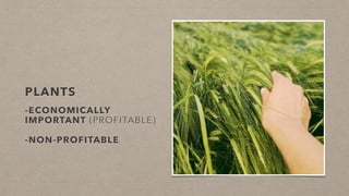 Plants Tissue Culture, Micropropagation and Economy | PDF