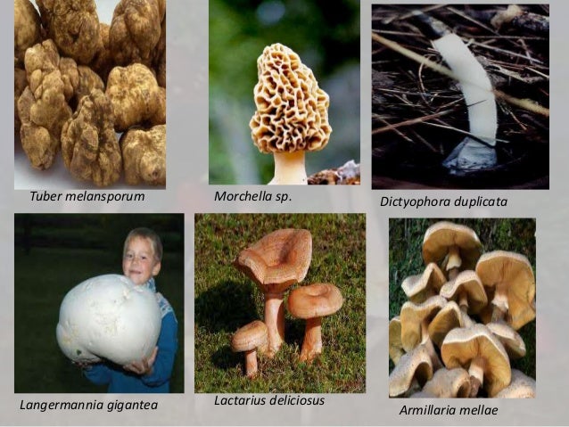 Economically important higher fungi