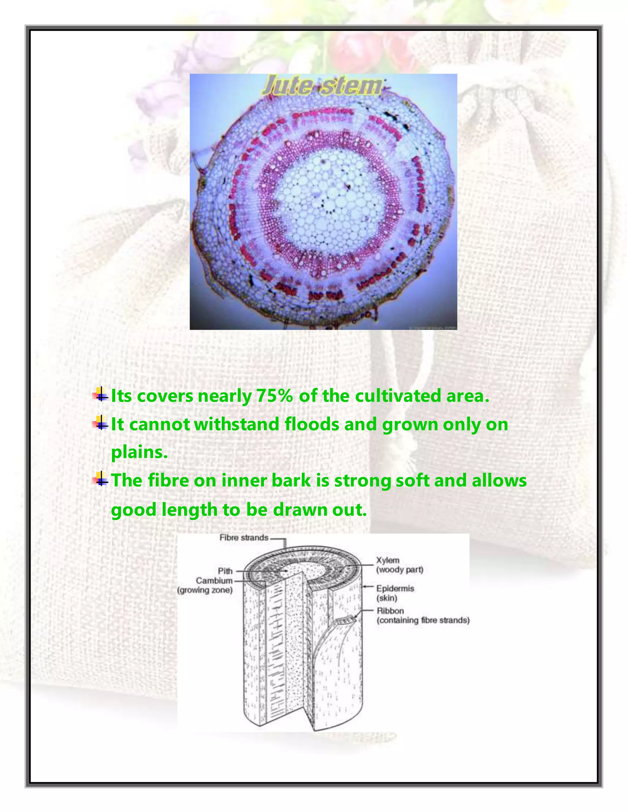 Extraction of fibre of Jute | DOCX