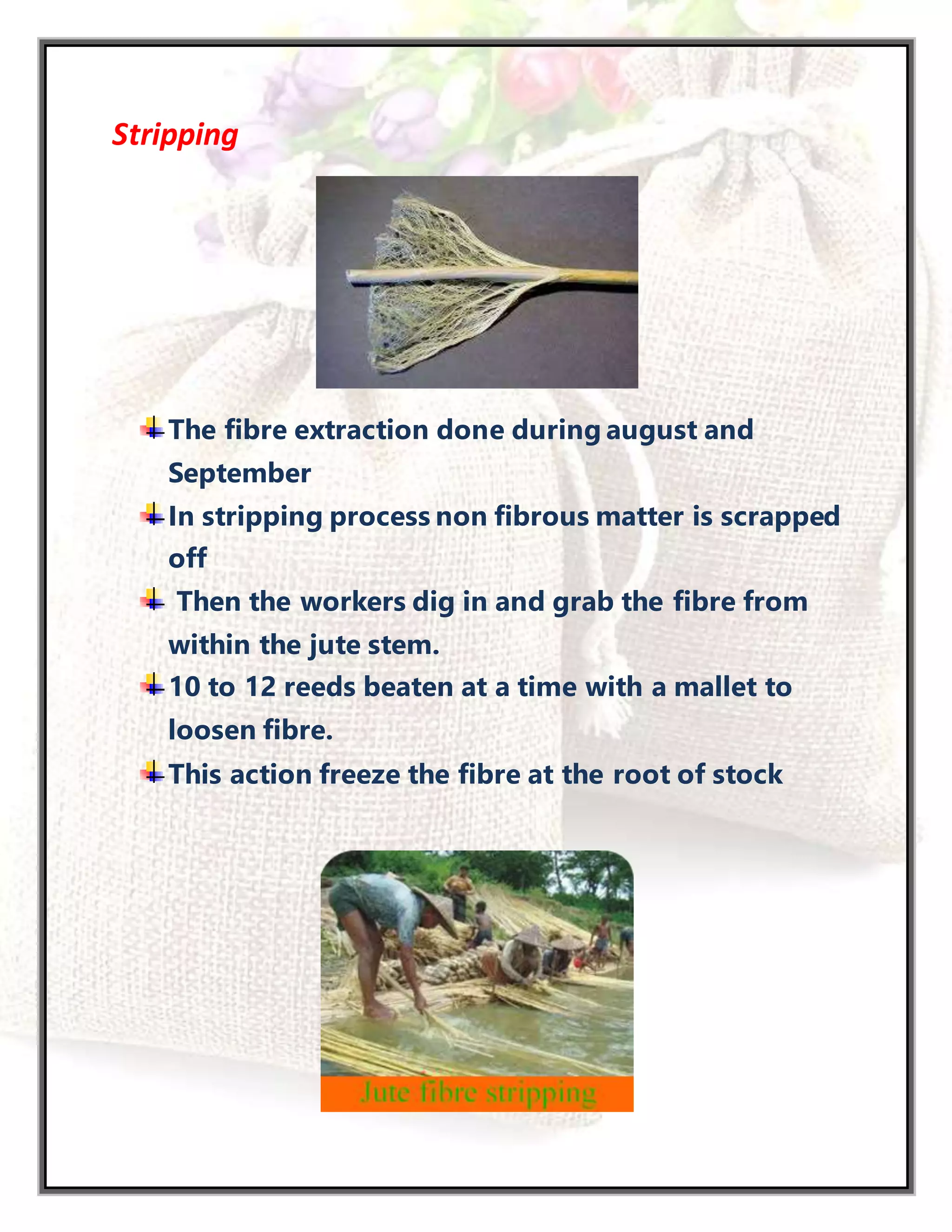 Extraction of fibre of Jute | DOCX