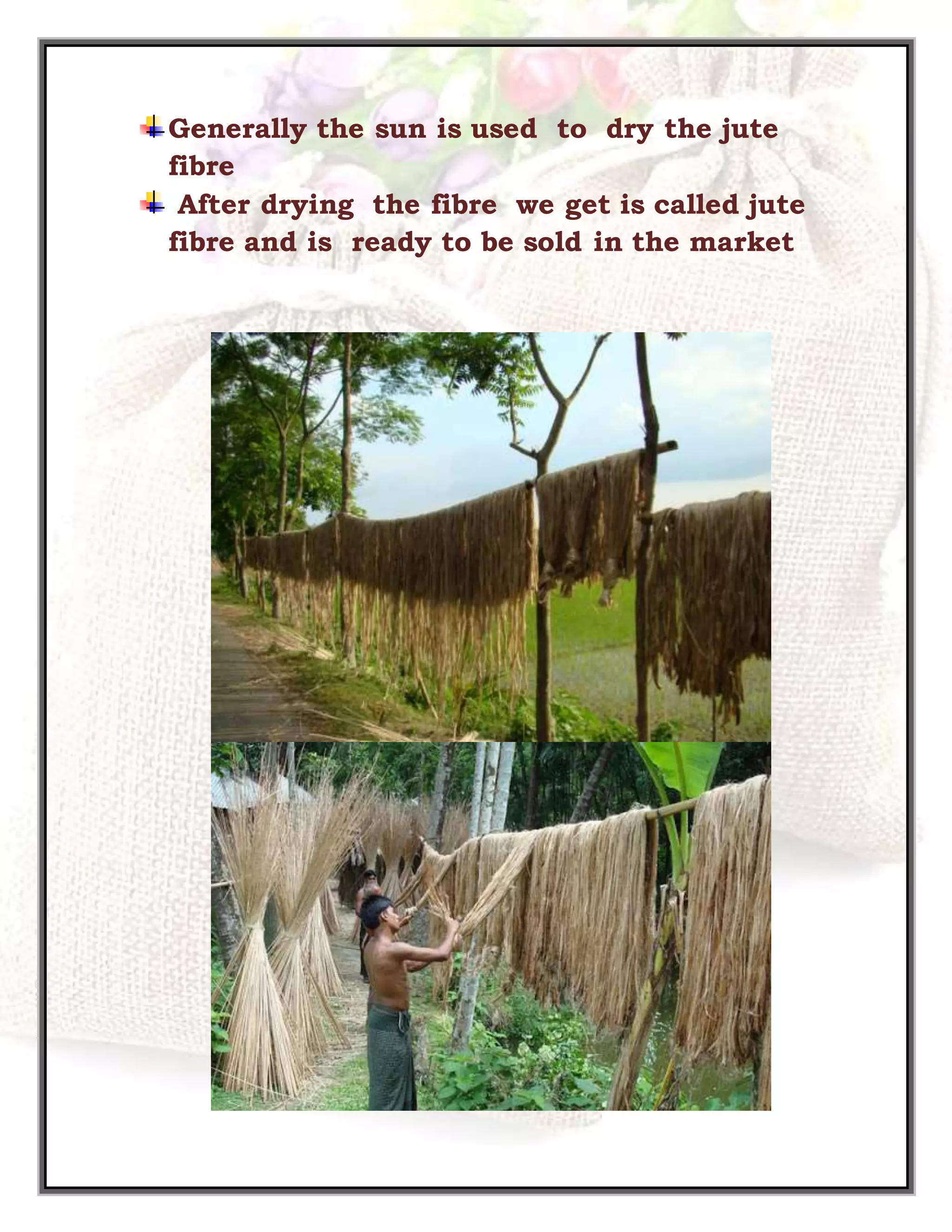 Extraction of fibre of Jute | DOCX