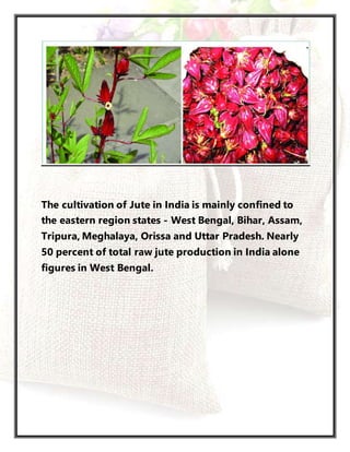 Extraction of fibre of Jute | DOCX