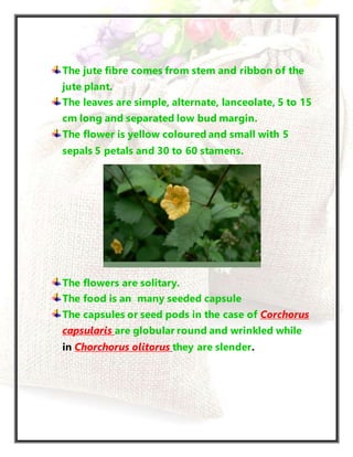 Extraction of fibre of Jute | DOCX