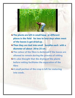 Extraction of fibre of Jute | DOCX