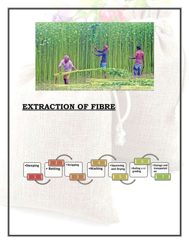Extraction of fibre of Jute | DOCX | Needlework | Arts and Crafts