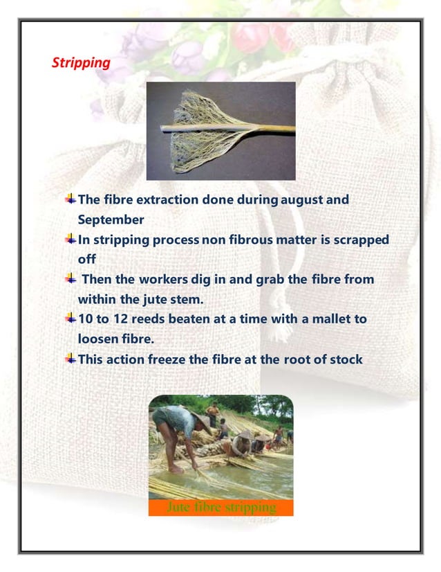 Extraction of fibre of Jute | DOCX | Needlework | Arts and Crafts