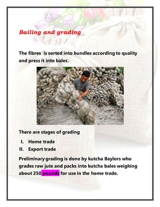 Extraction of fibre of Jute | DOCX