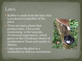 Economic Botany Presentation | PDF