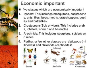 Economic important of arthropods | PPTX