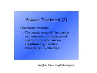 Economic importance of bacteria or application of bacteria | PDF
