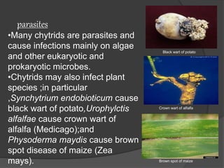 Economic imp of mastigomycotina | PPT