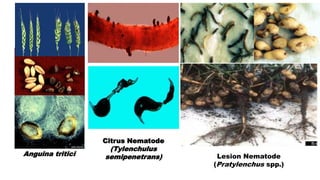 Economic Importance of Plant Parasitic Nematodes | PPTX