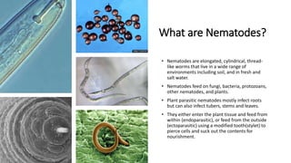 Economic Importance of Plant Parasitic Nematodes | PPTX