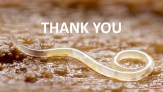 Economic Importance of Plant Parasitic Nematodes | PPTX