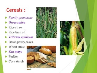 Economic importance OF VASCULAR PLANTS | PPTX