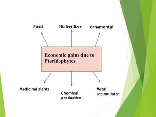 Economic importance OF VASCULAR PLANTS | PPTX