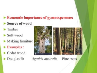 Economic importance OF VASCULAR PLANTS | PPTX