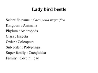 Economic importance and mass production of lady bird beetle | PPTX