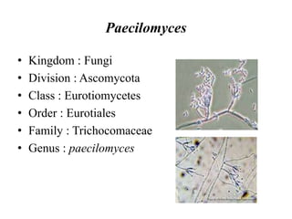 Economic importance and mass production of paecilomyces | PPT