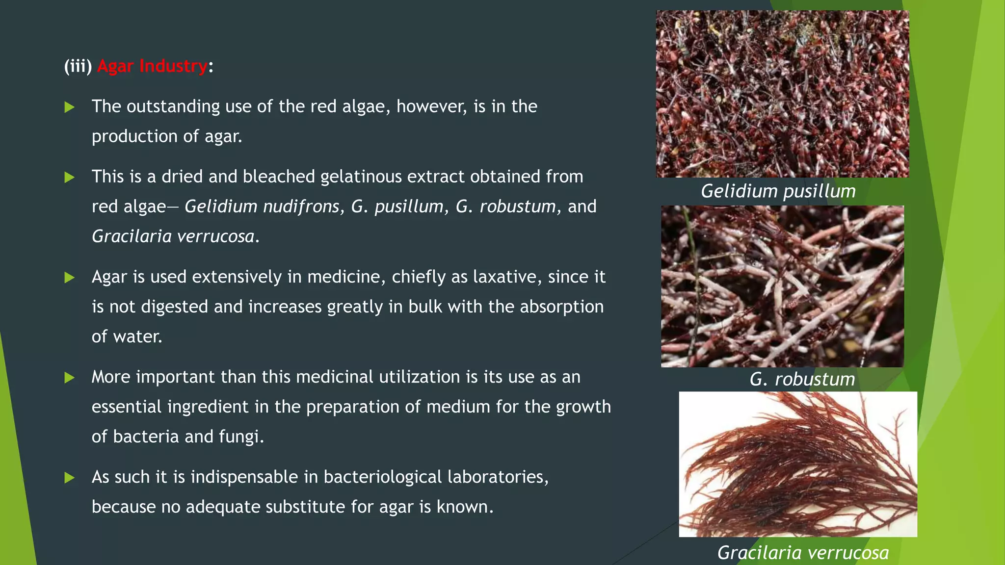 Economic Importance of Algae.pptx