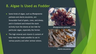 Economic Importance of Algae.pptx