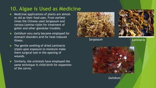 Economic Importance of Algae.pptx