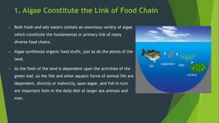 Economic Importance of Algae.pptx