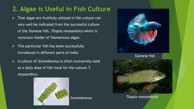 Economic Importance of Algae.pptx | Chemistry | Science
