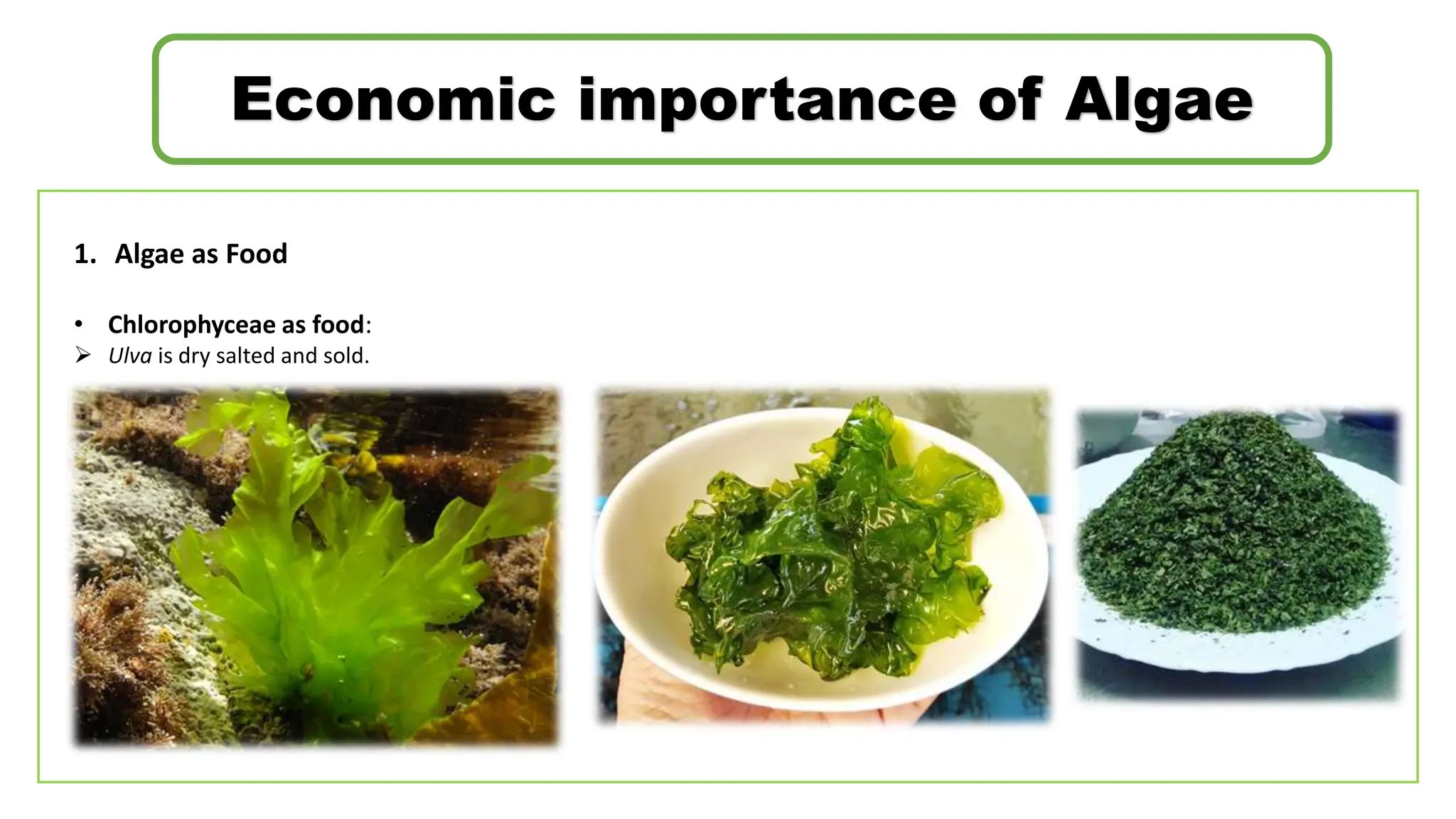 IMPORTANCE OF ALGAE AND ITS BENIFITS.pptx