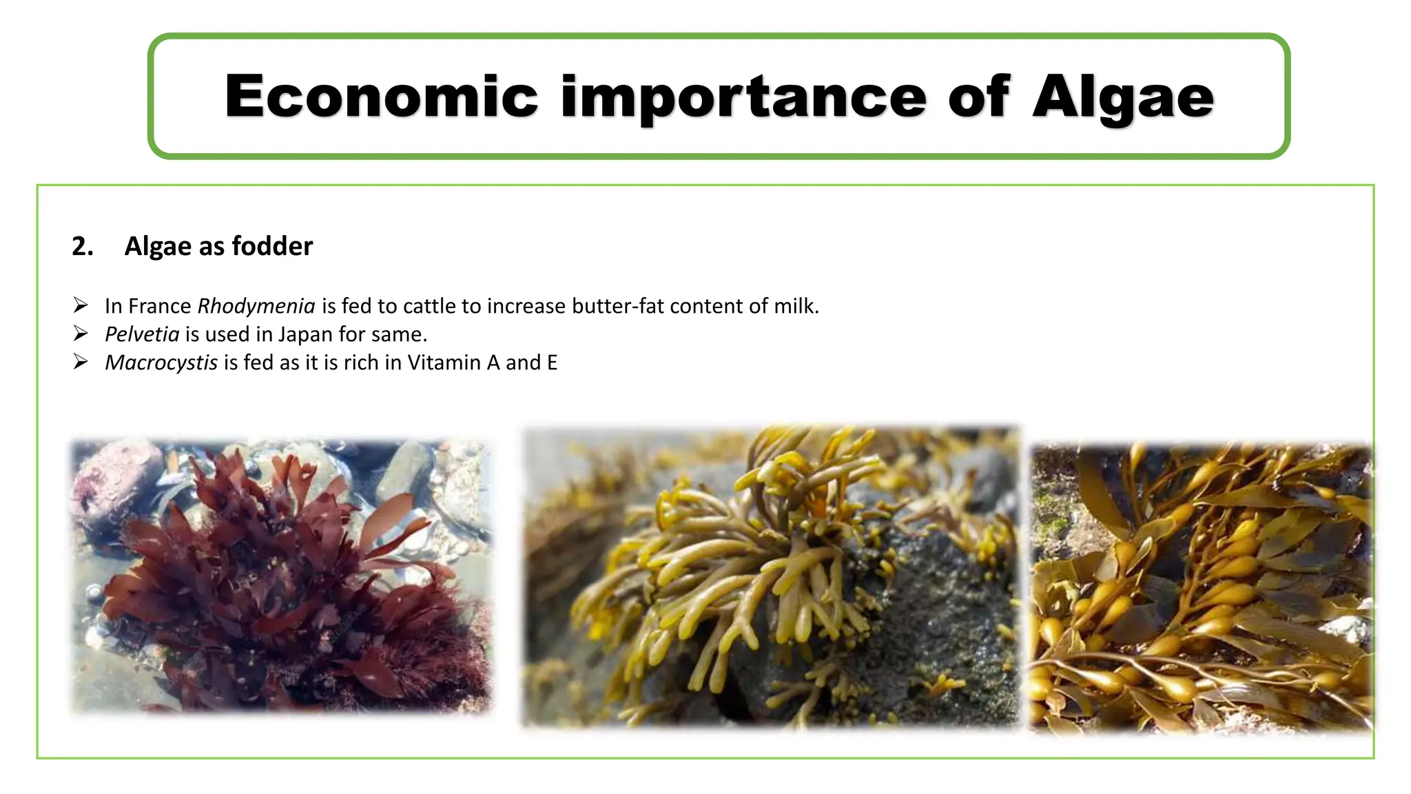 IMPORTANCE OF ALGAE AND ITS BENIFITS.pptx