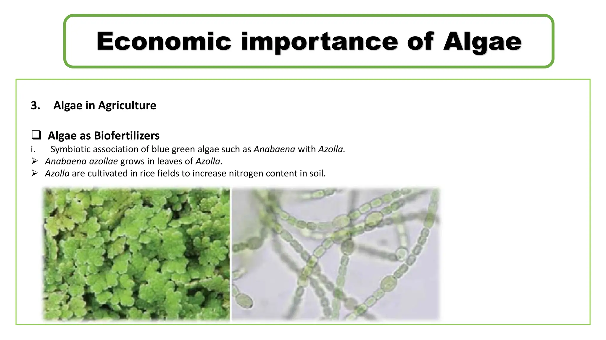 IMPORTANCE OF ALGAE AND ITS BENIFITS.pptx