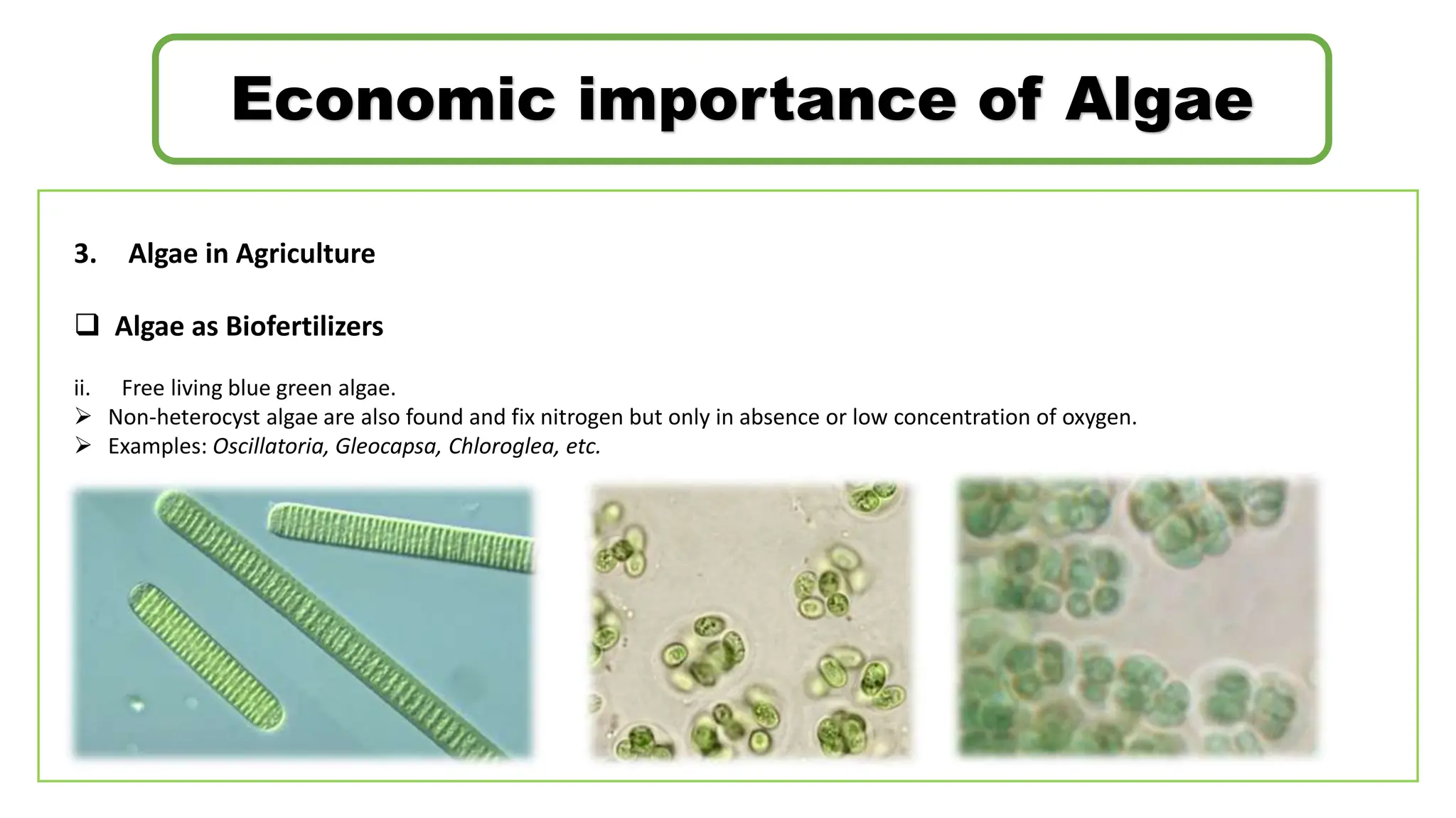 IMPORTANCE OF ALGAE AND ITS BENIFITS.pptx